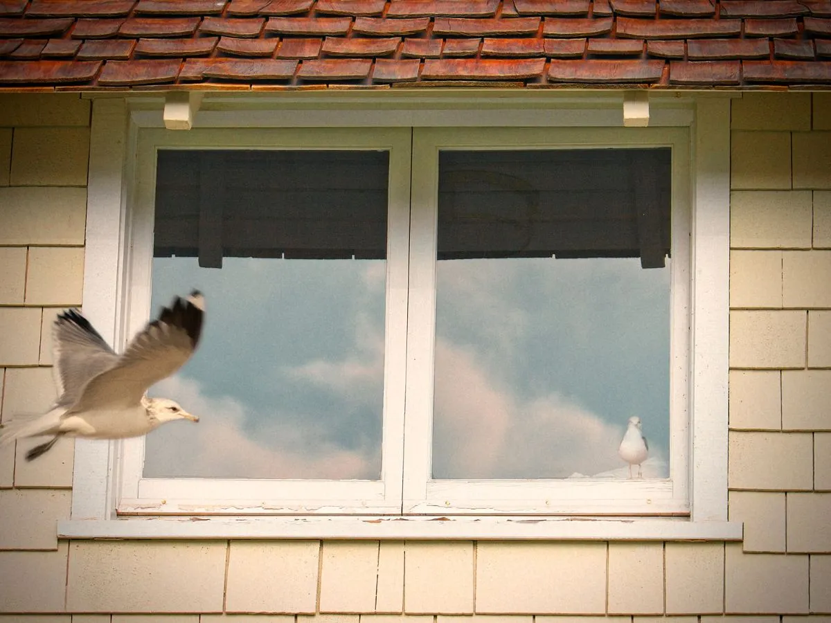 How to Make Your Windows Bird Friendly - ALDA Windows and Doors